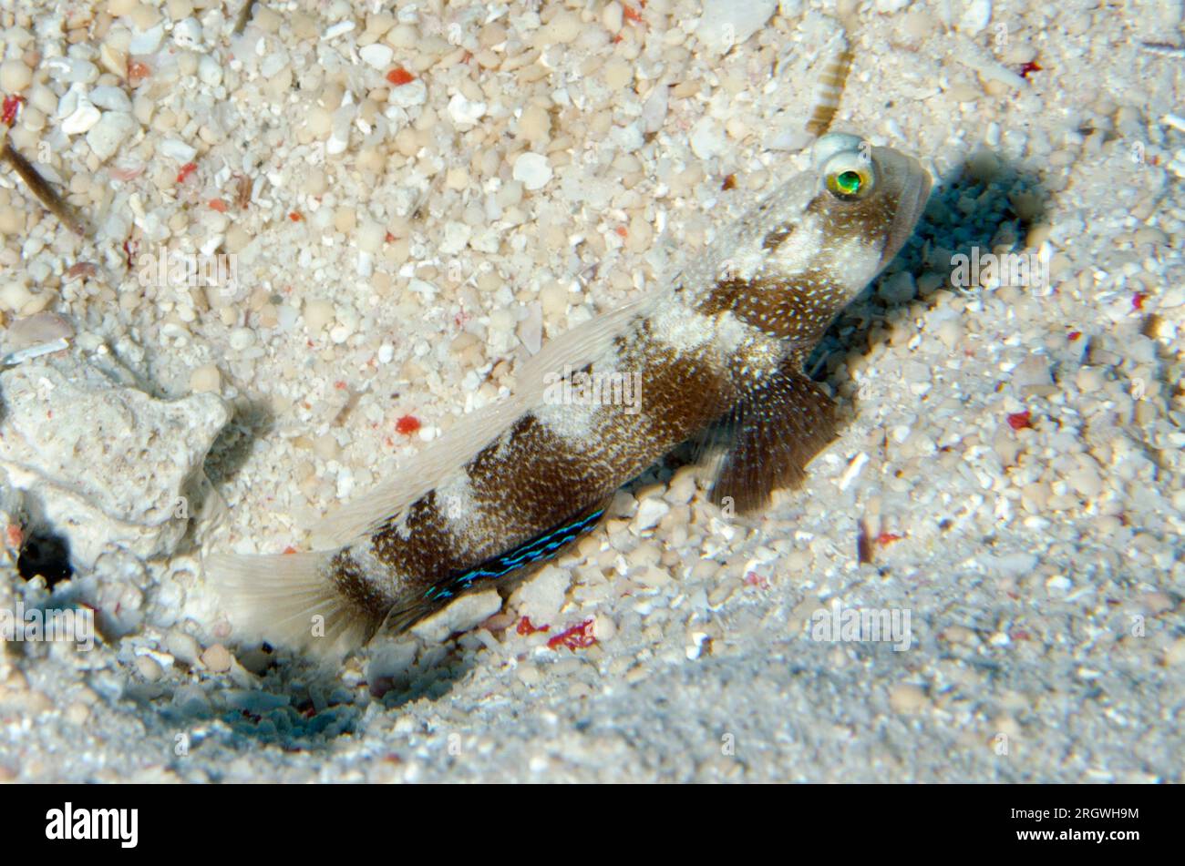 Variable Shrimpgoby, Cryptocentrus fasciatus, at hole entrance in sand ...