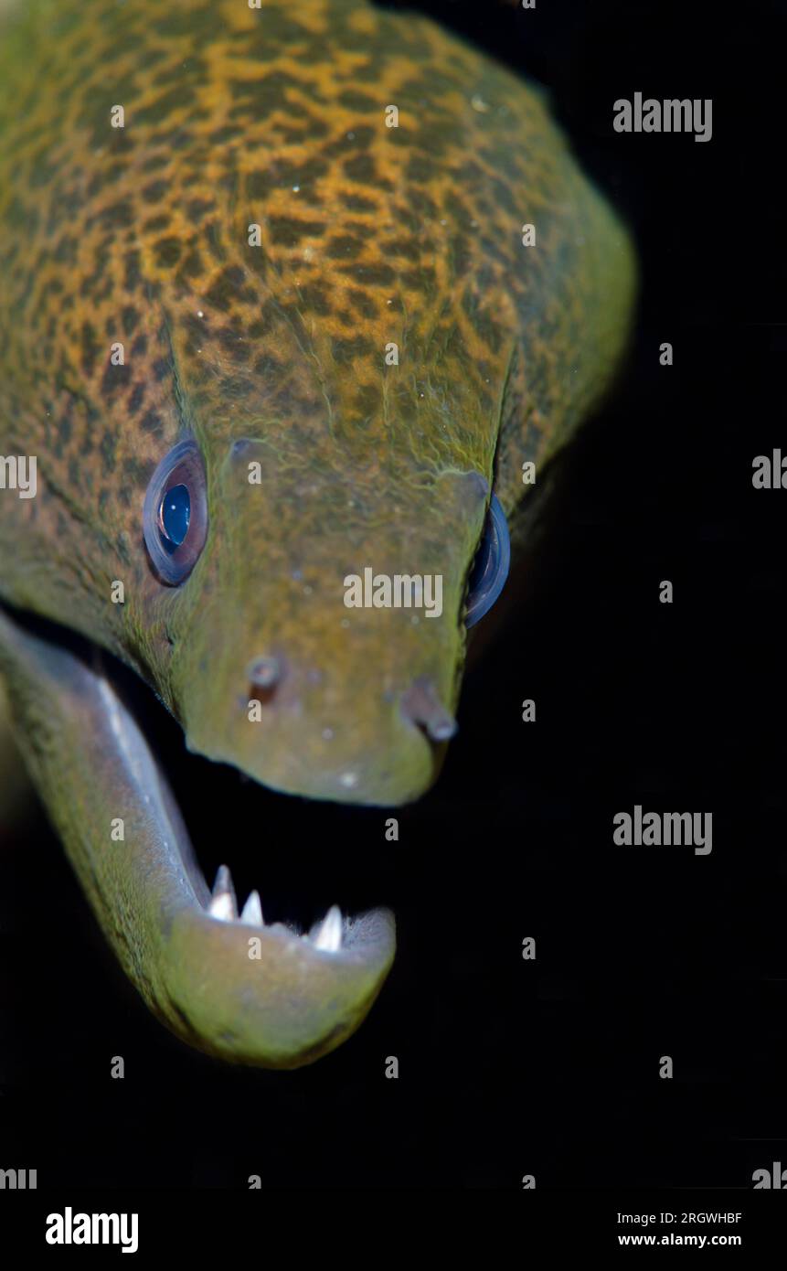 Undulated Moray Eel, Gymnothorax undulatus, Sebayor Point dive site ...