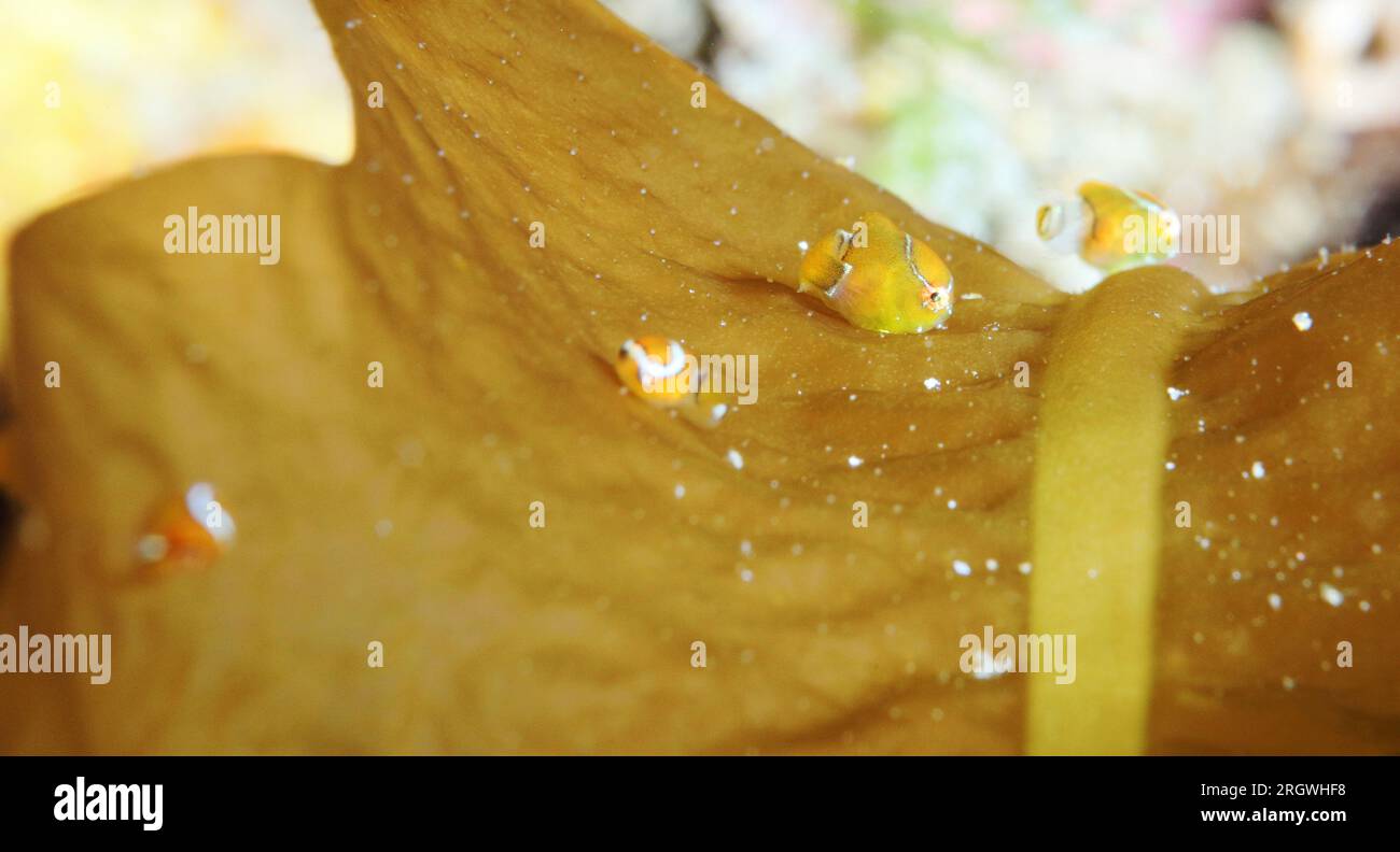 Baby lumpfish with white lines are pictured in Iwami Town, Tottori ...