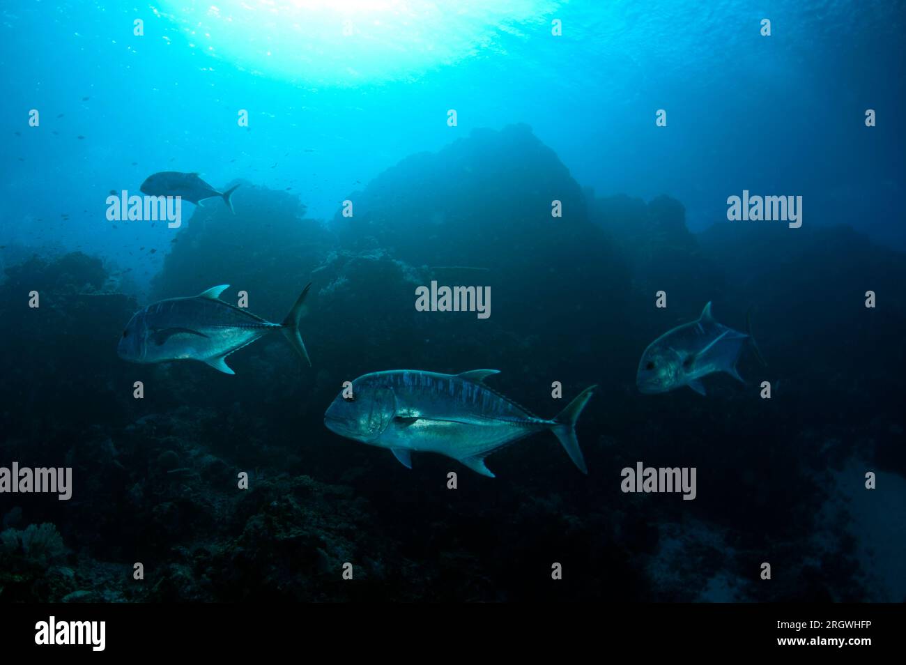 Giant Trevally, Caranx ignobilis, with sun in background, Fish Bowl ...