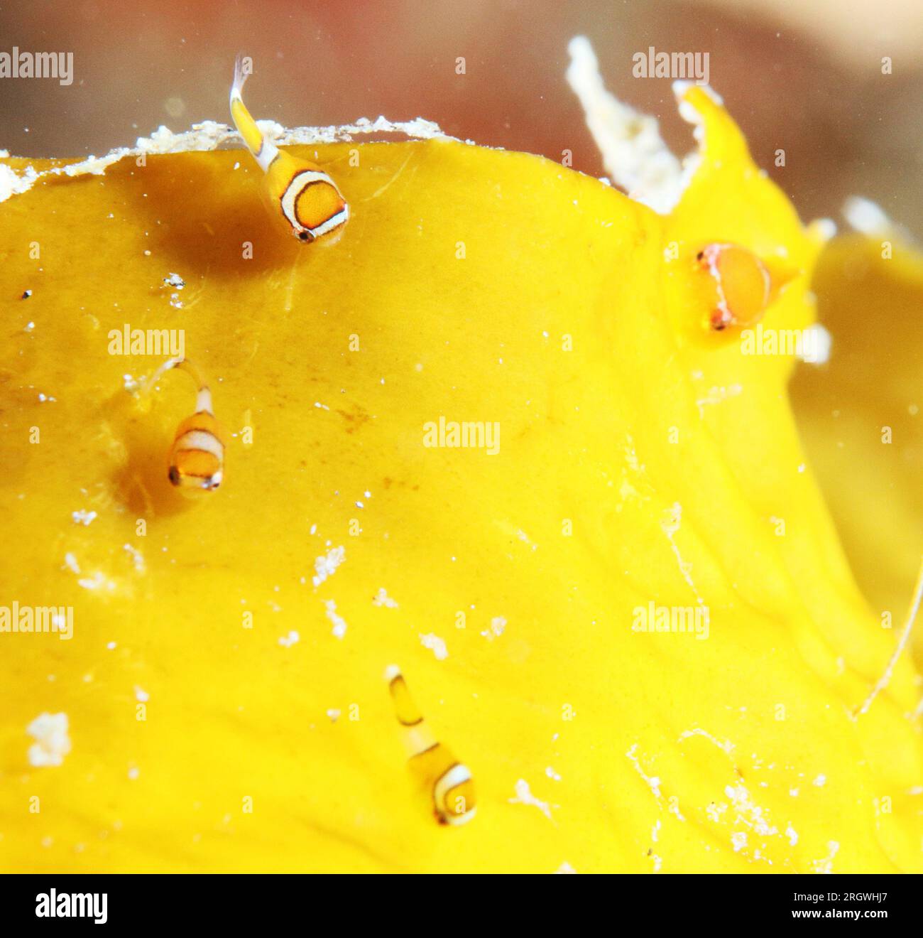 Baby lumpfish with white lines are pictured in Iwami Town, Tottori ...