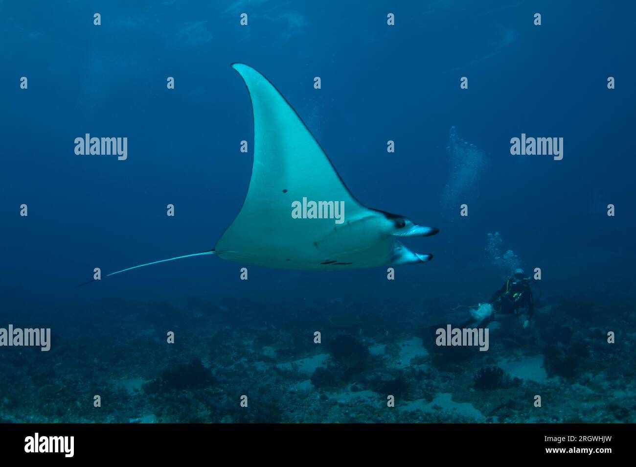 Reef Manta Ray, Mobula alfredi, classified as Vulnerable, with diver ...