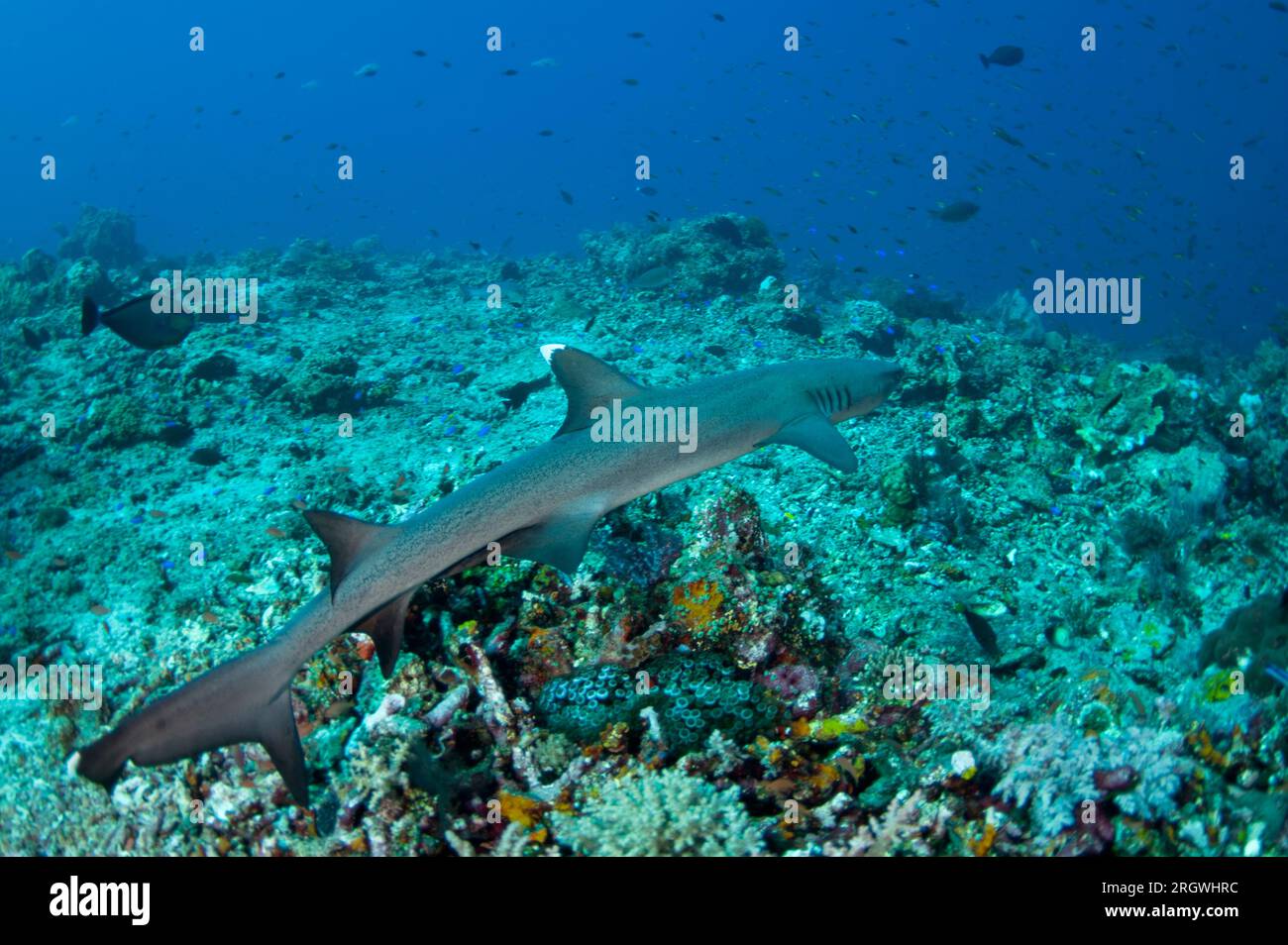 Swimming White-tip Reef Shark, Triaenodon obesus, amongst fish, Crystal ...