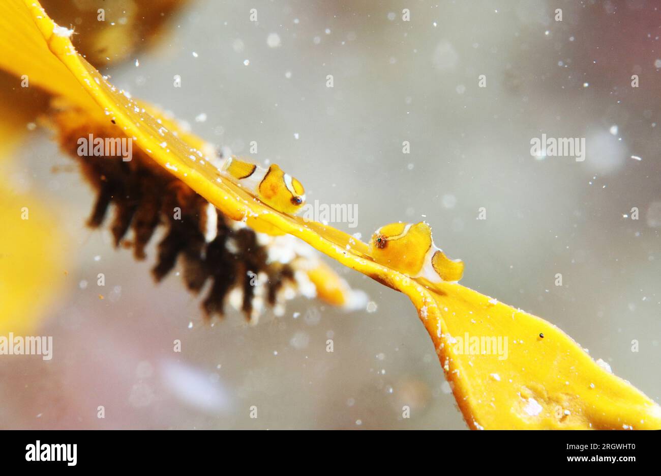 Baby lumpfish with white lines are pictured in Iwami Town, Tottori ...