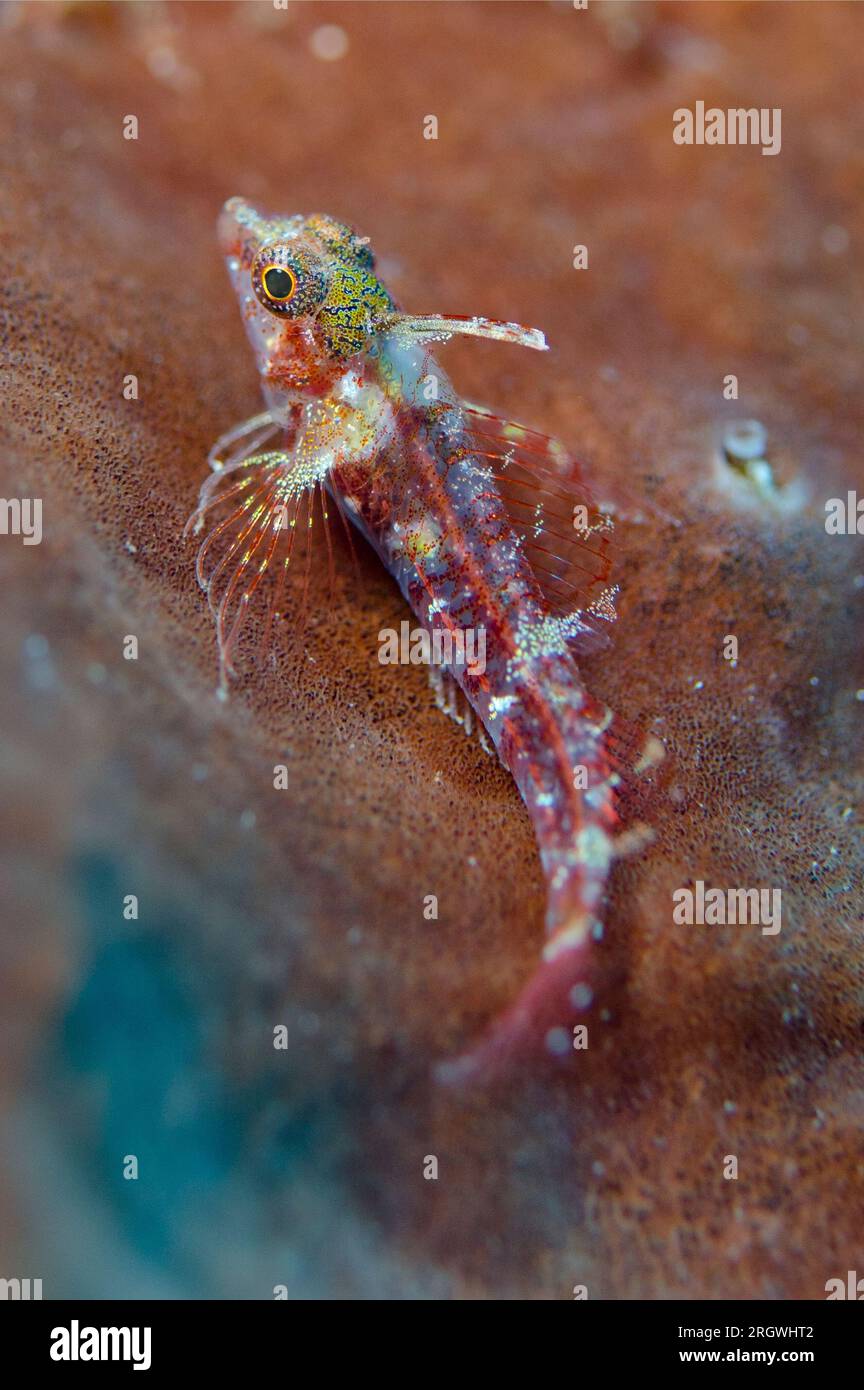 Miracle Triplefin, Enneapterygius mirabilis, Crystal Rock dive site ...