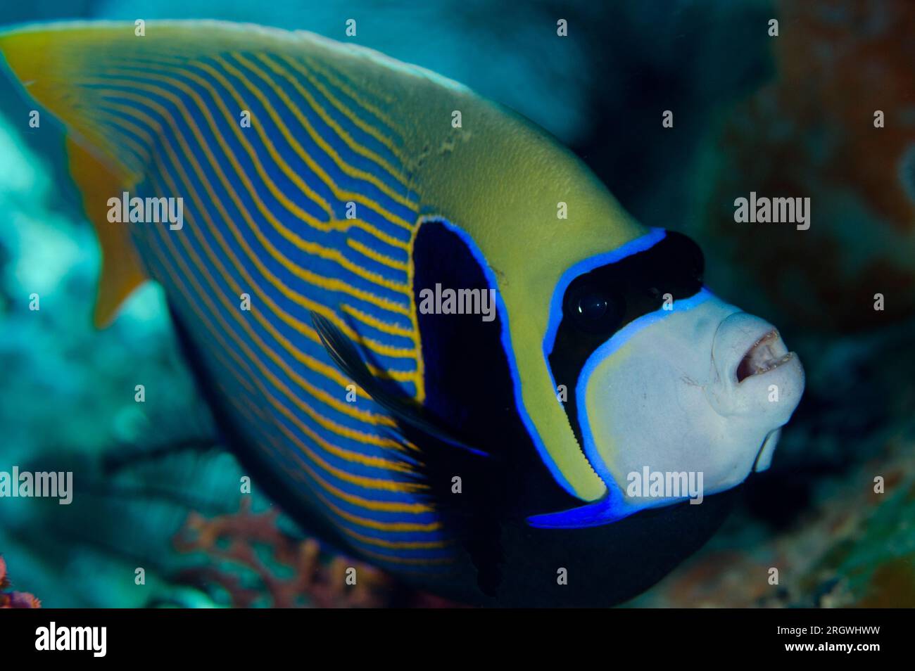 Emperor Angelfish, Pomacanthus imperator, Crystal Rock dive site, Gili ...