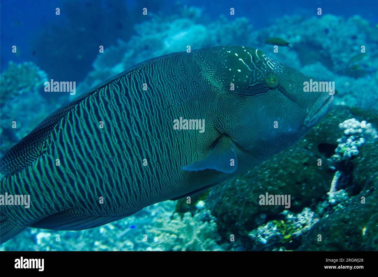 Juvenile Humphead Wrasse, Cheilinus undulatus, Crystal Rock dive site ...