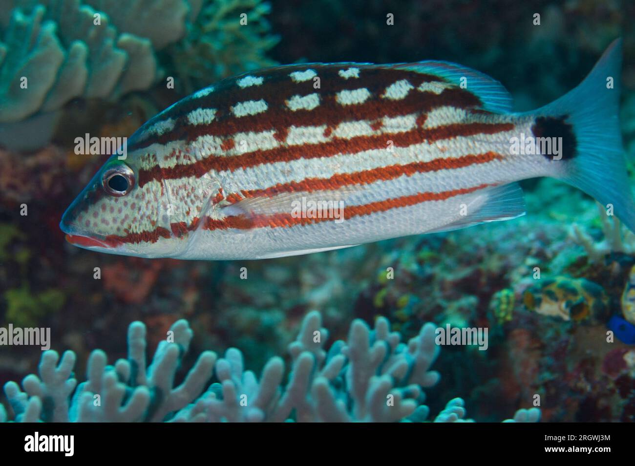 Checkered Snapper, Lutjanus decussatus, Golden Passage dive site, Gili ...