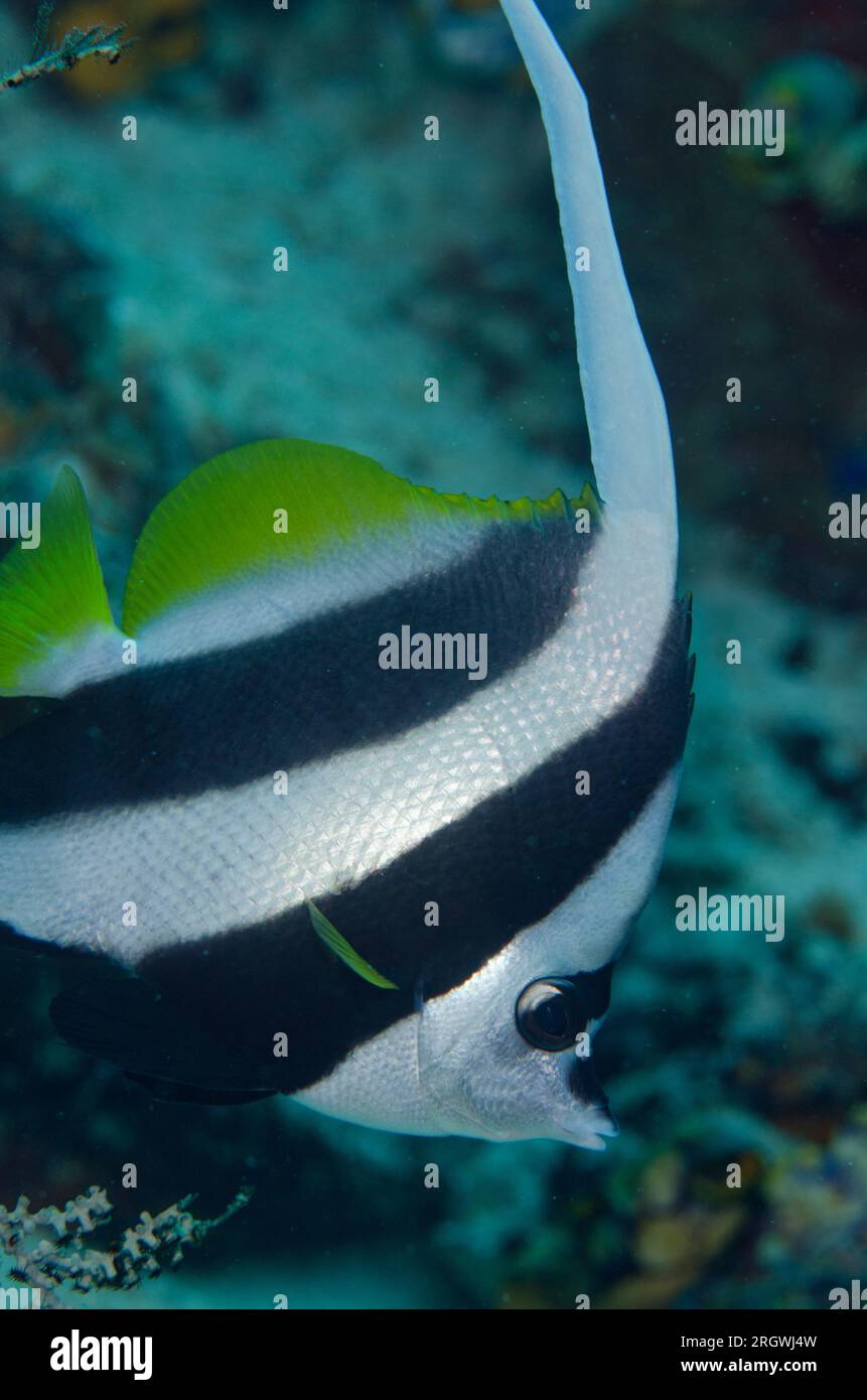 Longfin Bannerfish, Heniocus acuminatus, with long dorsal fin, Golden ...