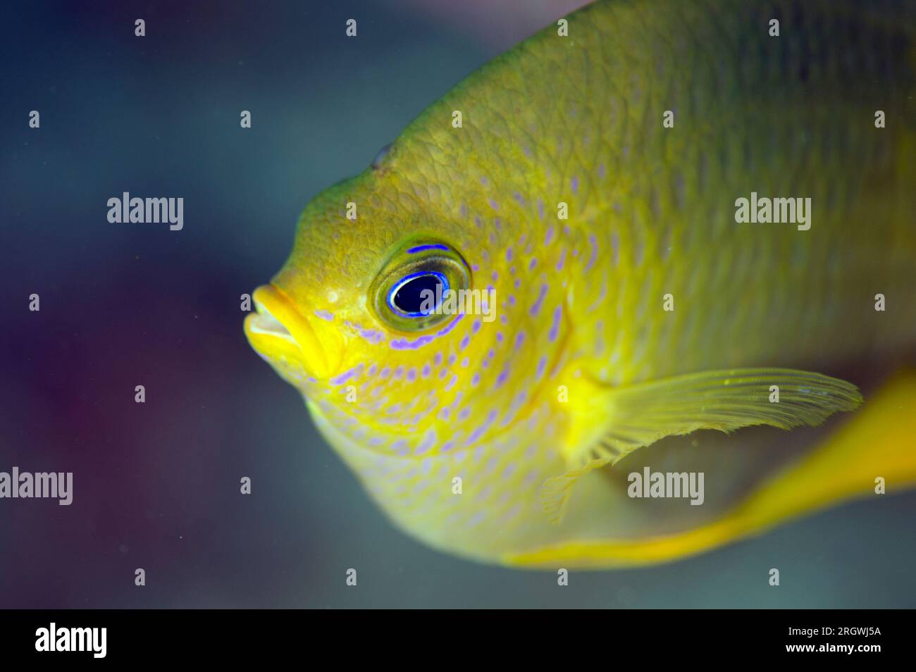 Lemon Damsel, Pomacentrus moluccensis, Golden Passage dive site, Gili ...