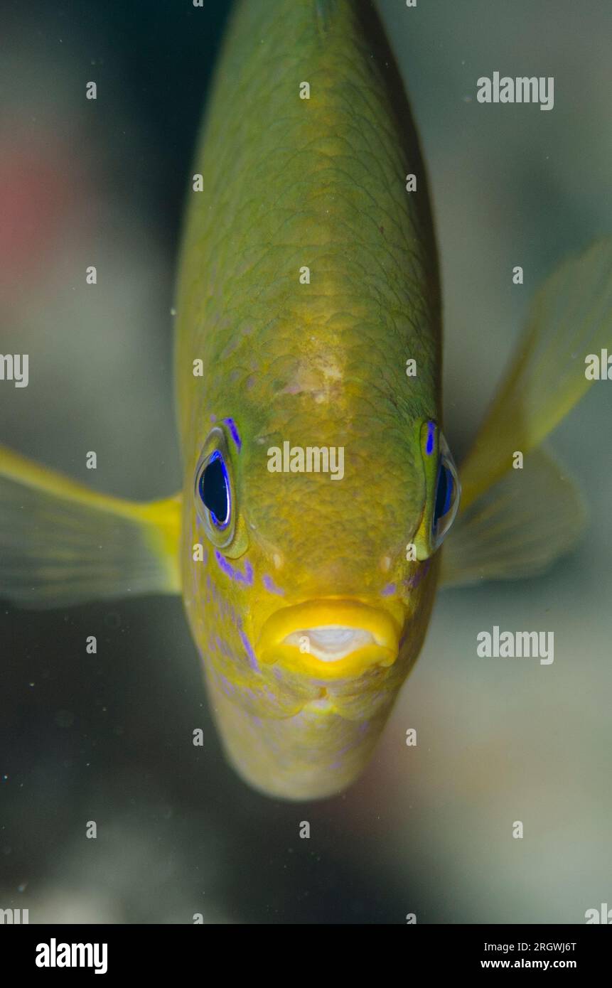 Lemon Damsel, Pomacentrus moluccensis, Golden Passage dive site, Gili ...