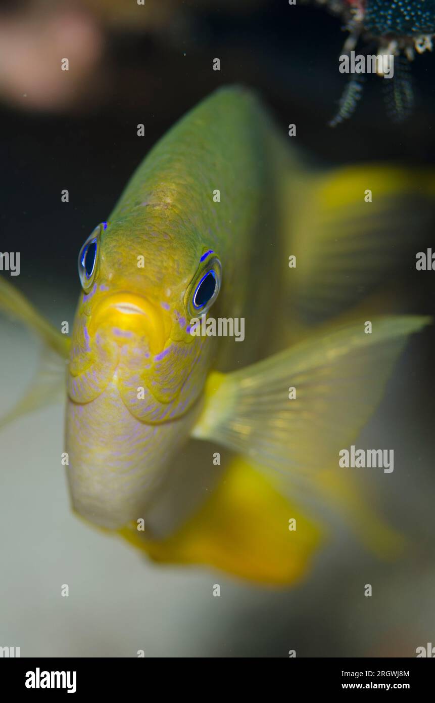 Lemon Damsel, Pomacentrus moluccensis, Golden Passage dive site, Gili ...