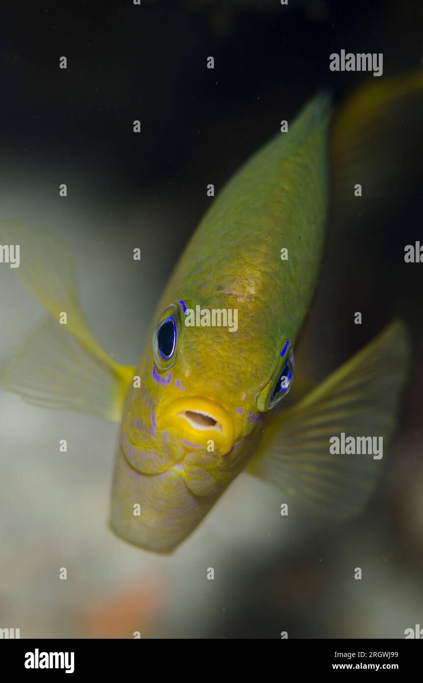 Lemon Damsel, Pomacentrus moluccensis, Golden Passage dive site, Gili ...
