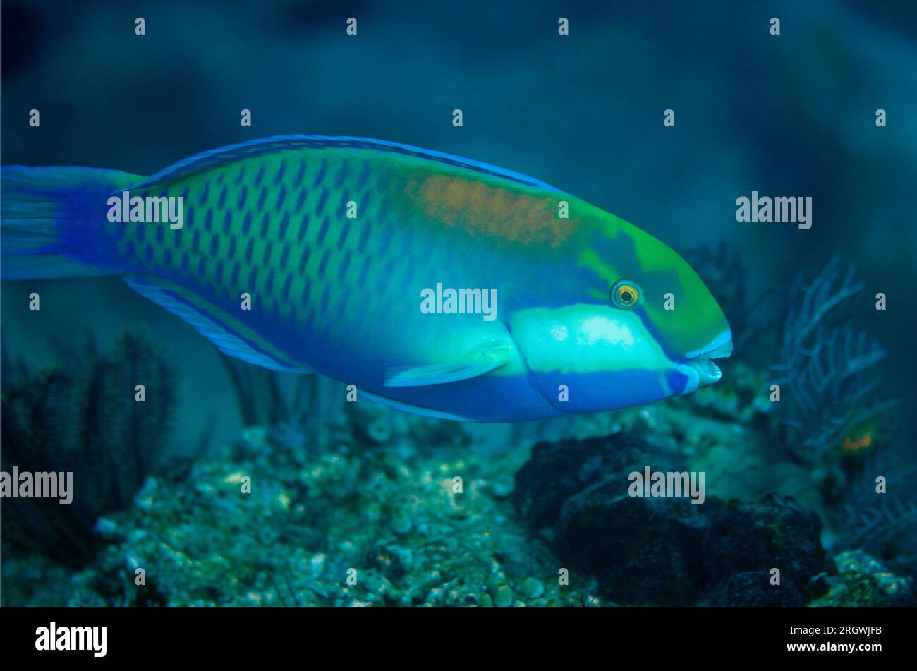 Bleeker's Parrotfish, Chlorurus bleekeri, Golden Passage dive site ...