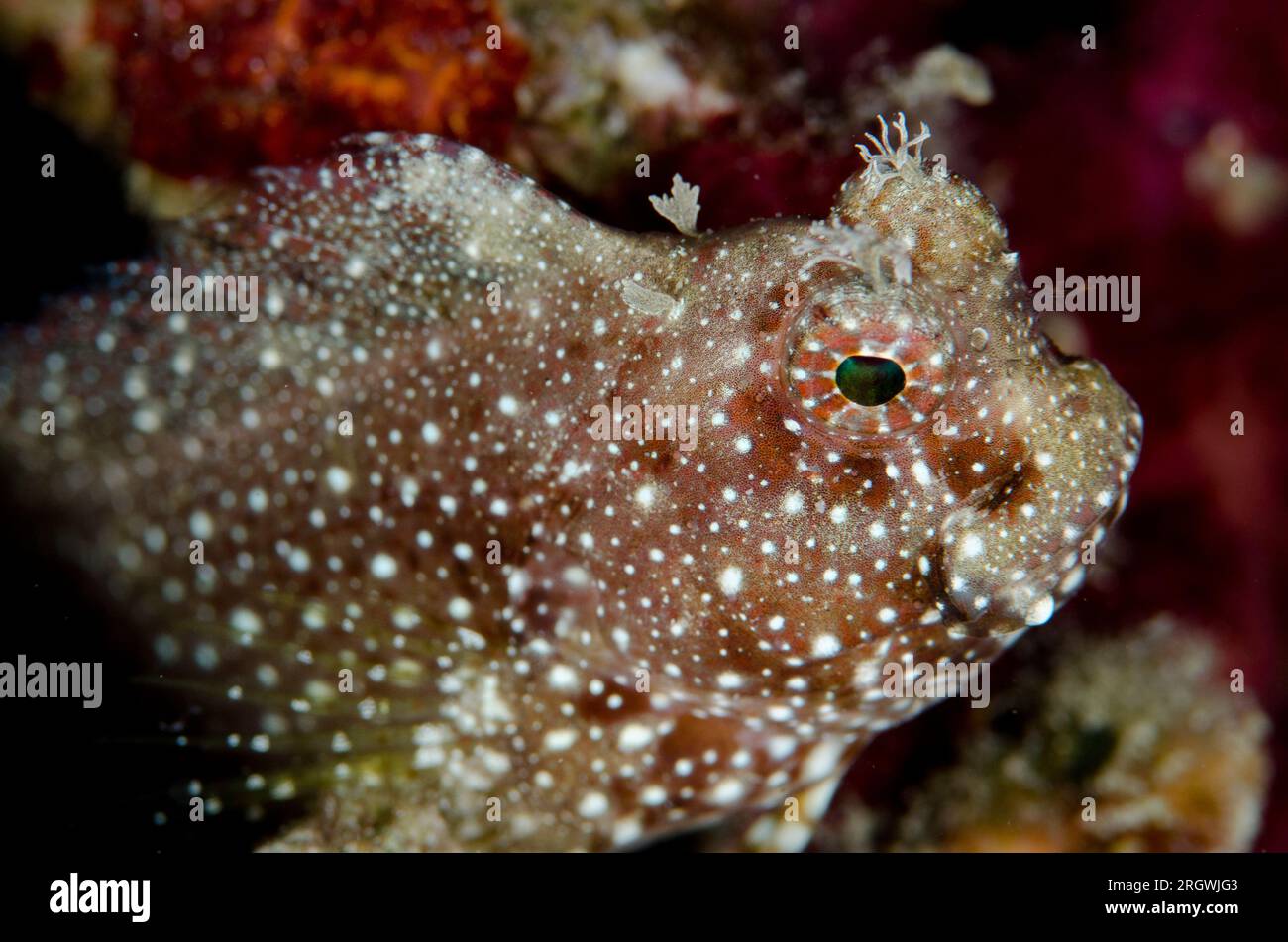 Starry Blenny