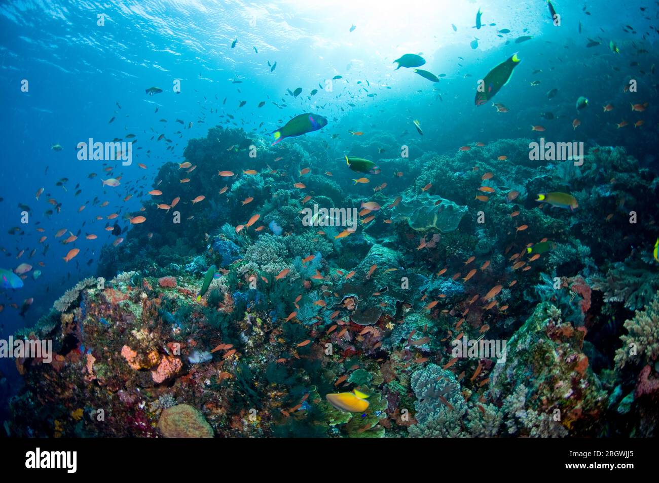 School of Moon Wrasse, Thalassoma lunare, and sun in background, Batu ...