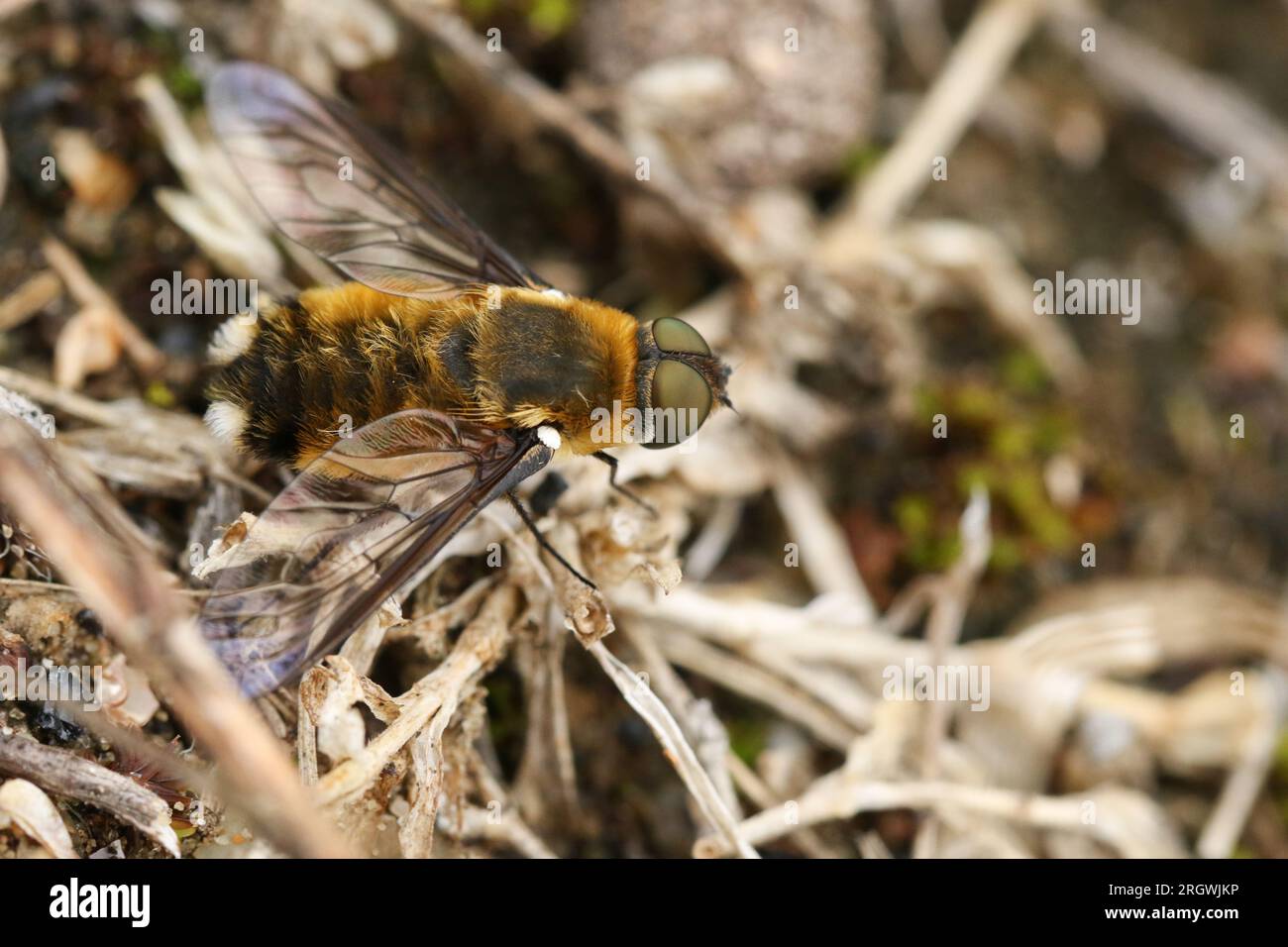A rare Dune Villa Bee Fly, Villa modesta, resting on a plant Stock ...