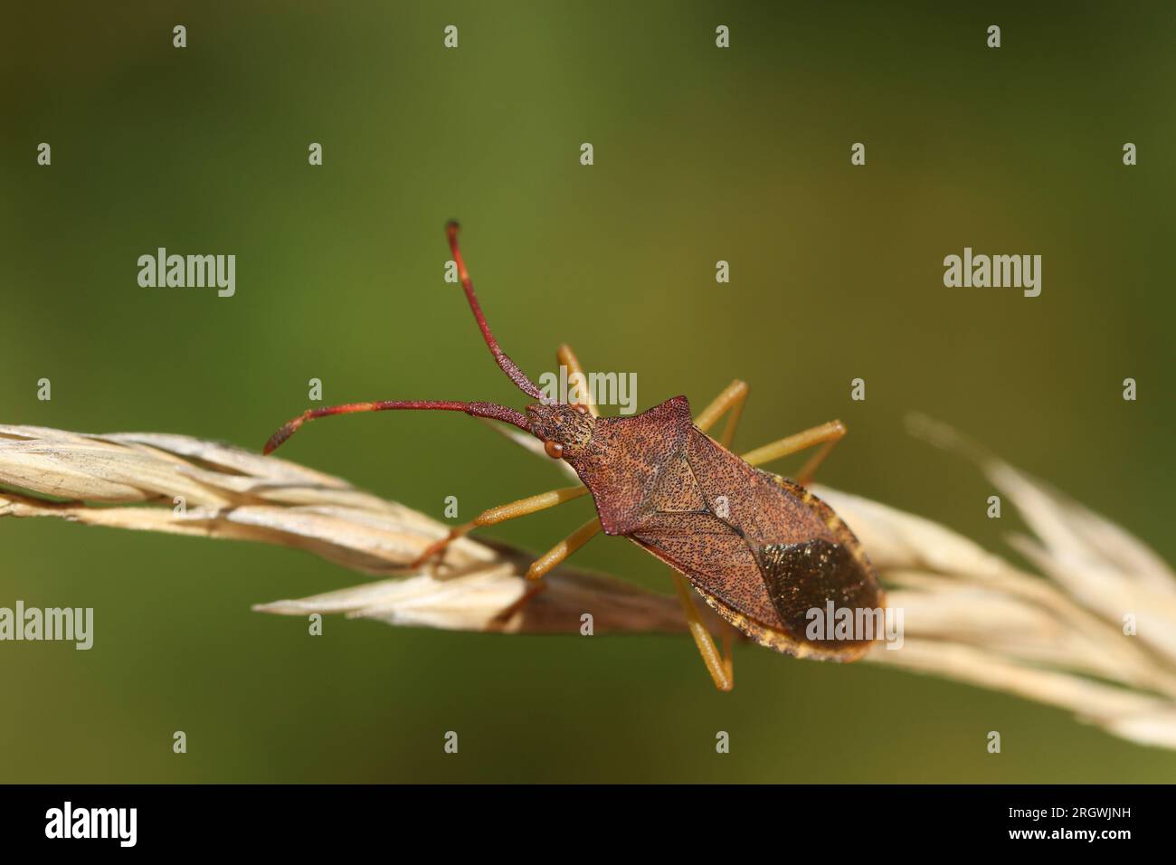A Box Bug, Gonocerus acuteangulatus, on grass seeds Stock Photo - Alamy