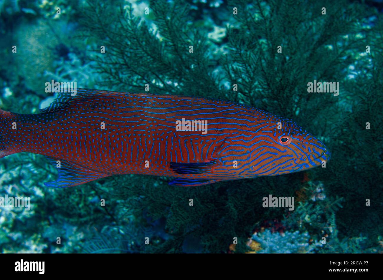 Highfin Coralgrouper, Plectropomus oligocanthus, Tatawa Besar dive site ...