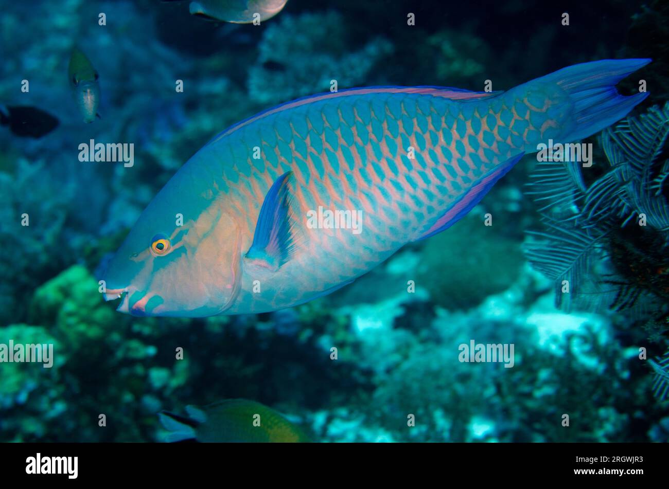 Bluebarred parrotfis hi-res stock photography and images - Alamy