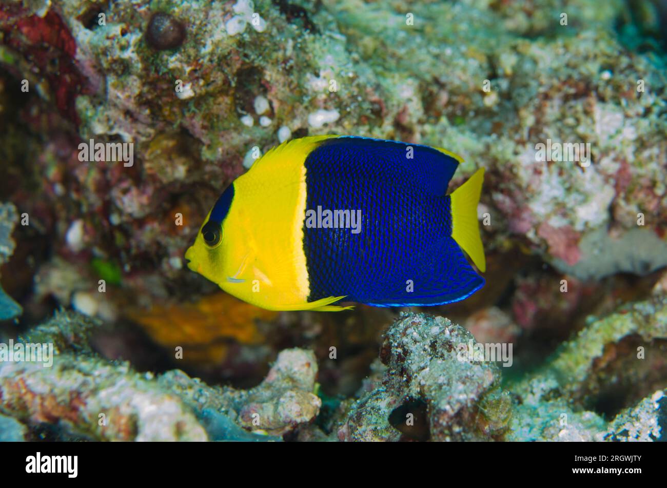 Bicolor Angelfish, Centropyge bicolor, Tatawa Besar dive site, between ...
