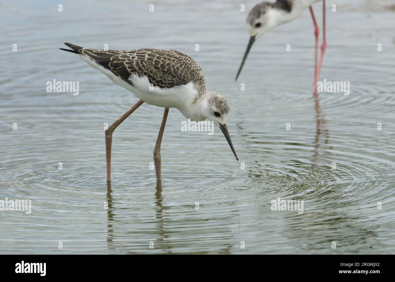 A juvenile Black-winged Stilt, Himantopus himantopus, feeding at the ...