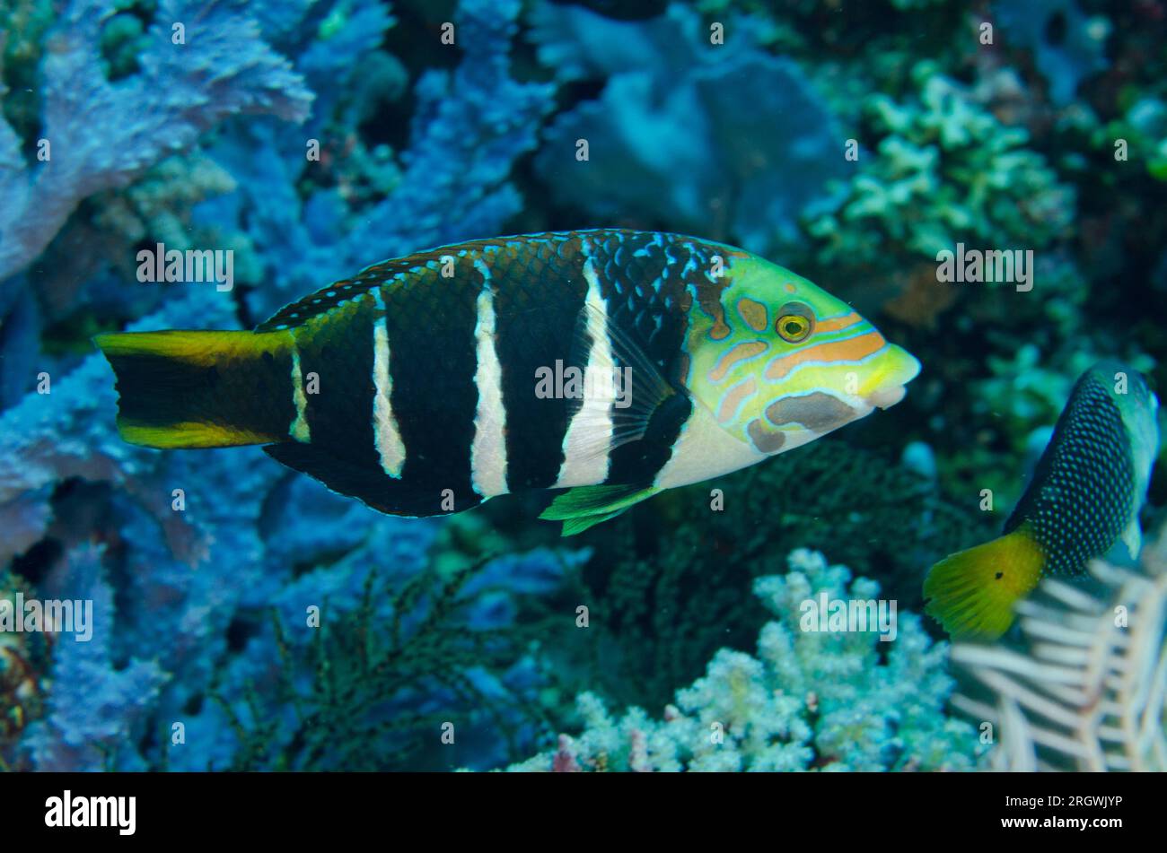 Barred Thicklip Wrasse, Hemigymnus fasciatus, Tatawa Besar dive site ...