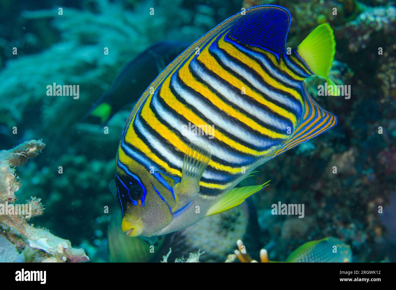 Tatawa besar hi-res stock photography and images - Alamy