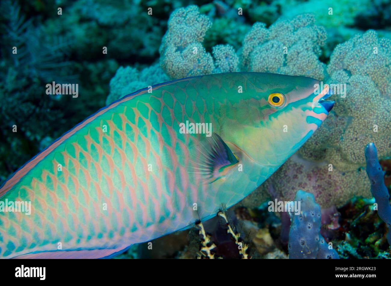 Male Tricolor Parrotfish, Scarus tricolor, Tatawa Besar dive site ...
