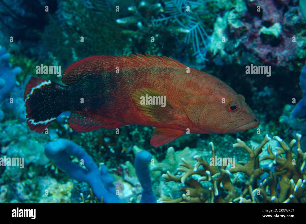 Flagtail Grouper, Cephalopholis urodeta, Tatawa Besar dive site ...