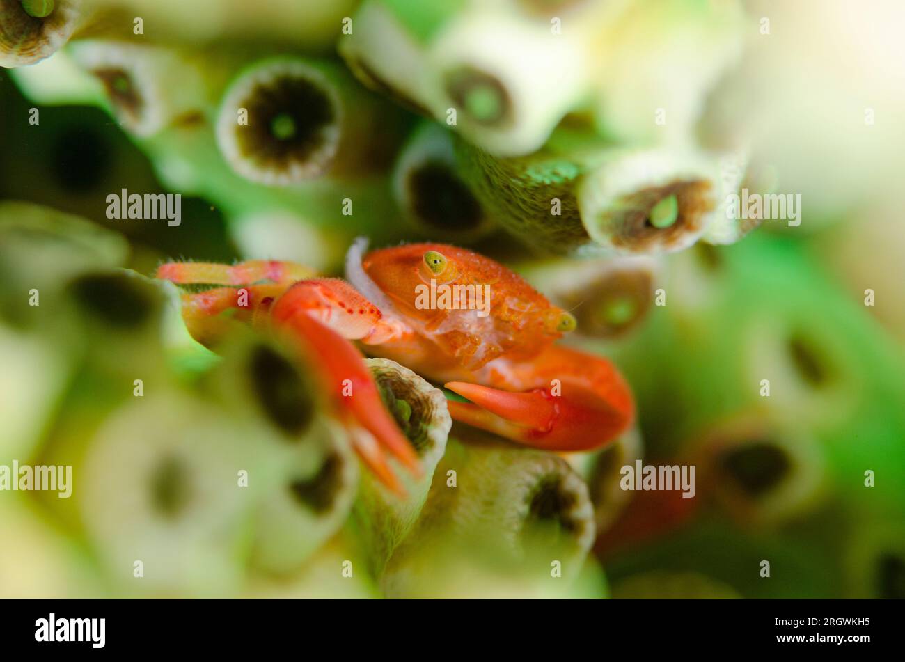 Guard crab trapezia sp hi-res stock photography and images - Alamy