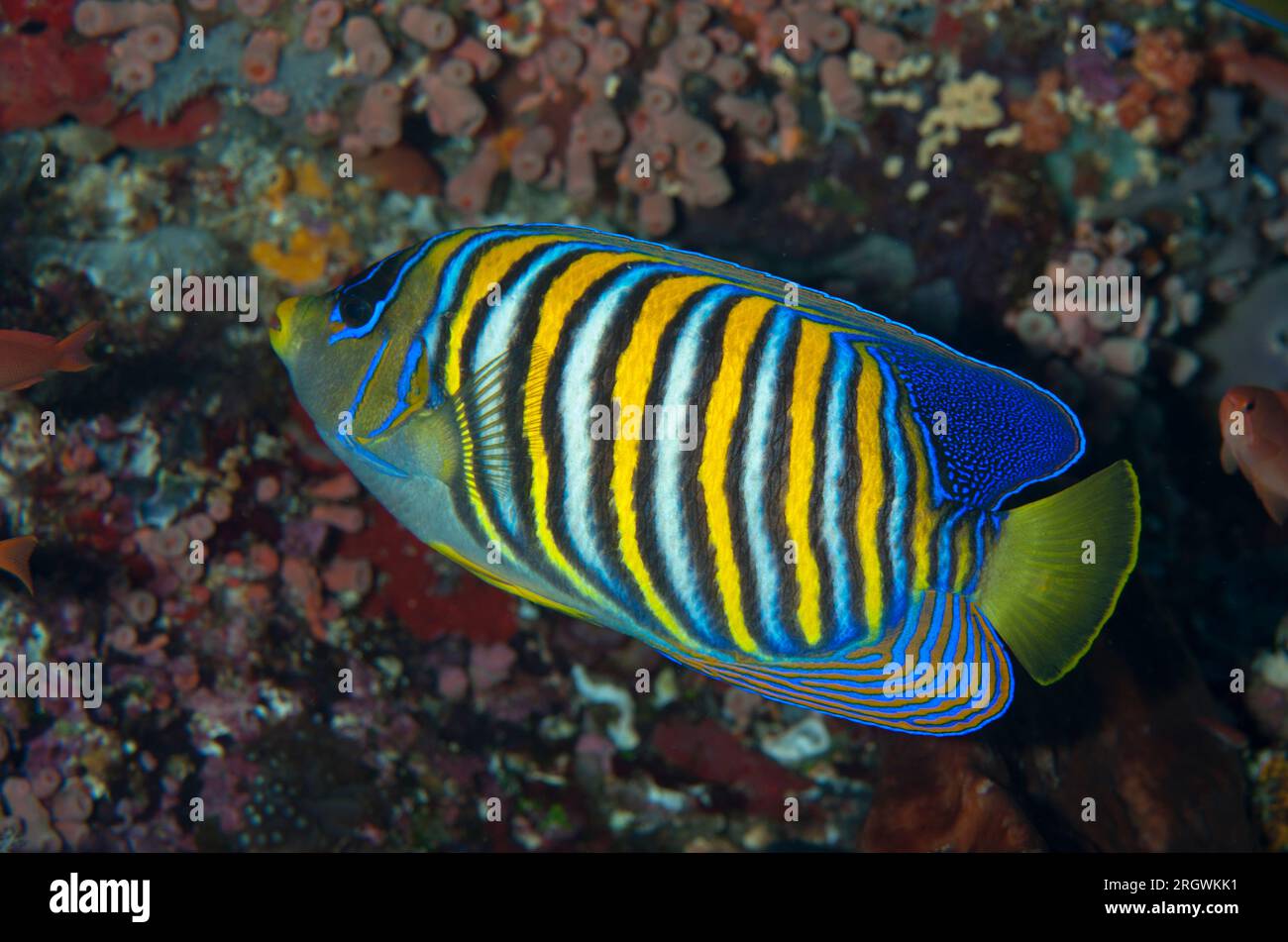 Regal Angelfish, Pygoplites diacanthus, Tatawa Kecil dive site, between ...