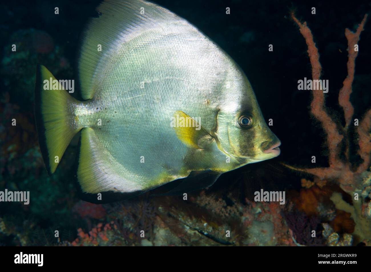 Pinnate Spadefish, Platax pinnatus, Tatawa Kecil dive site, between ...
