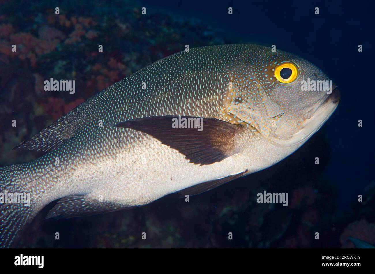 Midnight Snapper, Macolor macularis, Tatawa Kecil dive site, between ...