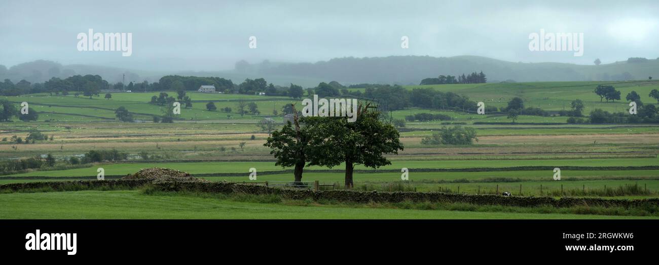 Two Dale Trees, Yorkshire UK Stock Photo - Alamy
