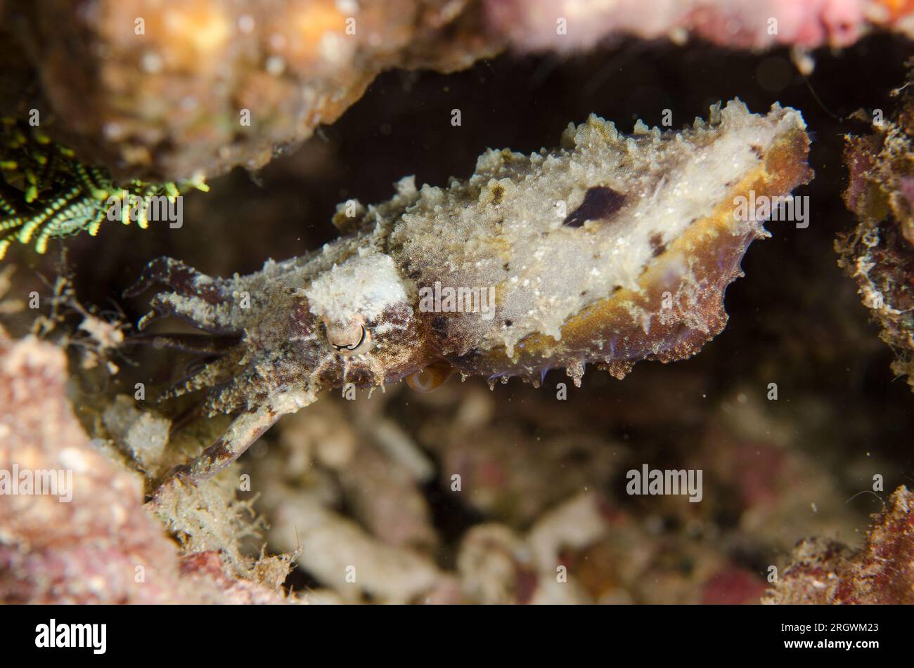 Dwarf Cuttlefish, Sepia bandensis, Wainilu dive site, Rinca Island ...
