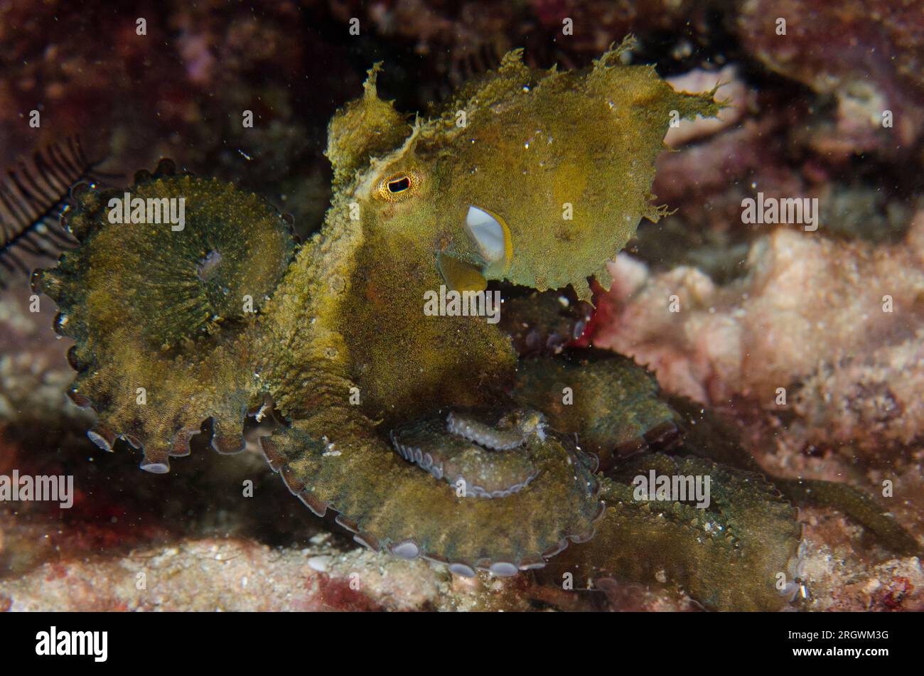 Algae Octopus, Abdopus aculeatus, night dive, Wainilu dive site, Rinca Island, Komodo National ...