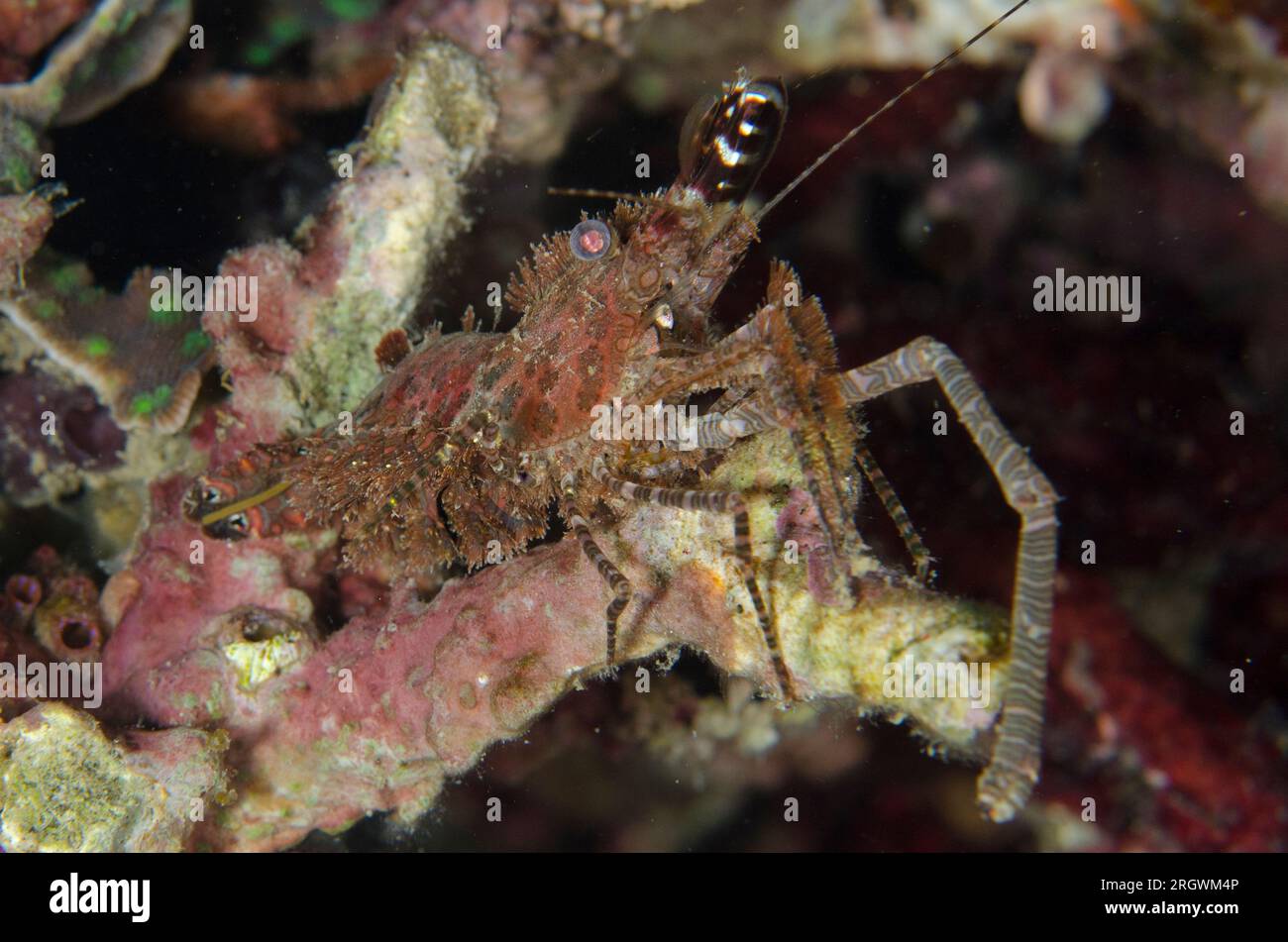 Marbled Shrimp, Saron sp, with long claw, night dive, Wainilu dive site ...