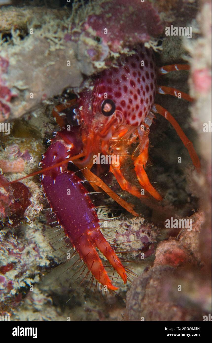 Debelius Reef Lobster