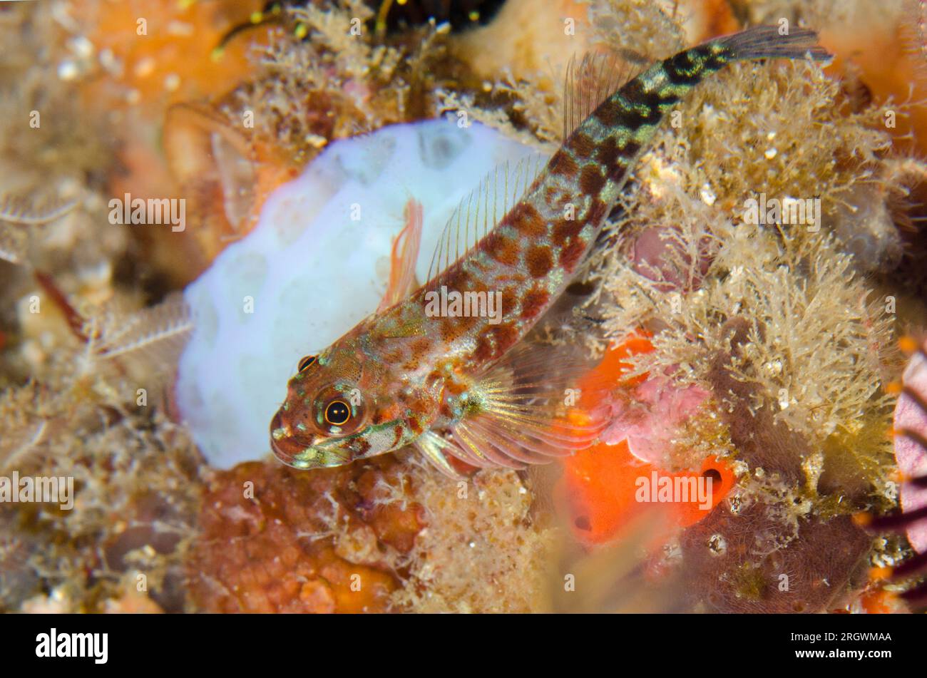 Randall's Triplefin, Helcogramma randalli, Crinoid Corner dive site ...