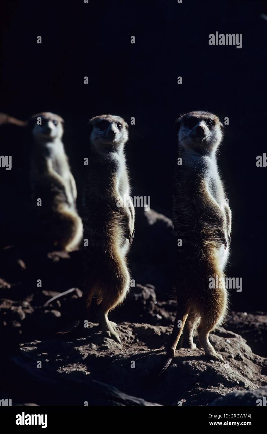 Suricate is a small mongoose hi-res stock photography and images - Alamy