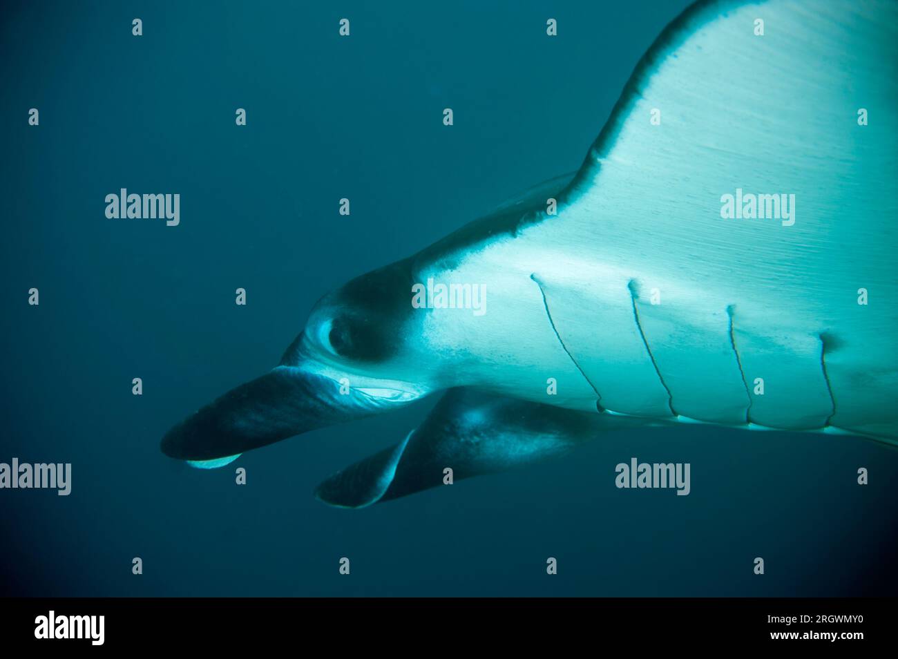 Reef Manta Ray, Mobula alfredi, classified as Vulnerable, Manta Alley ...