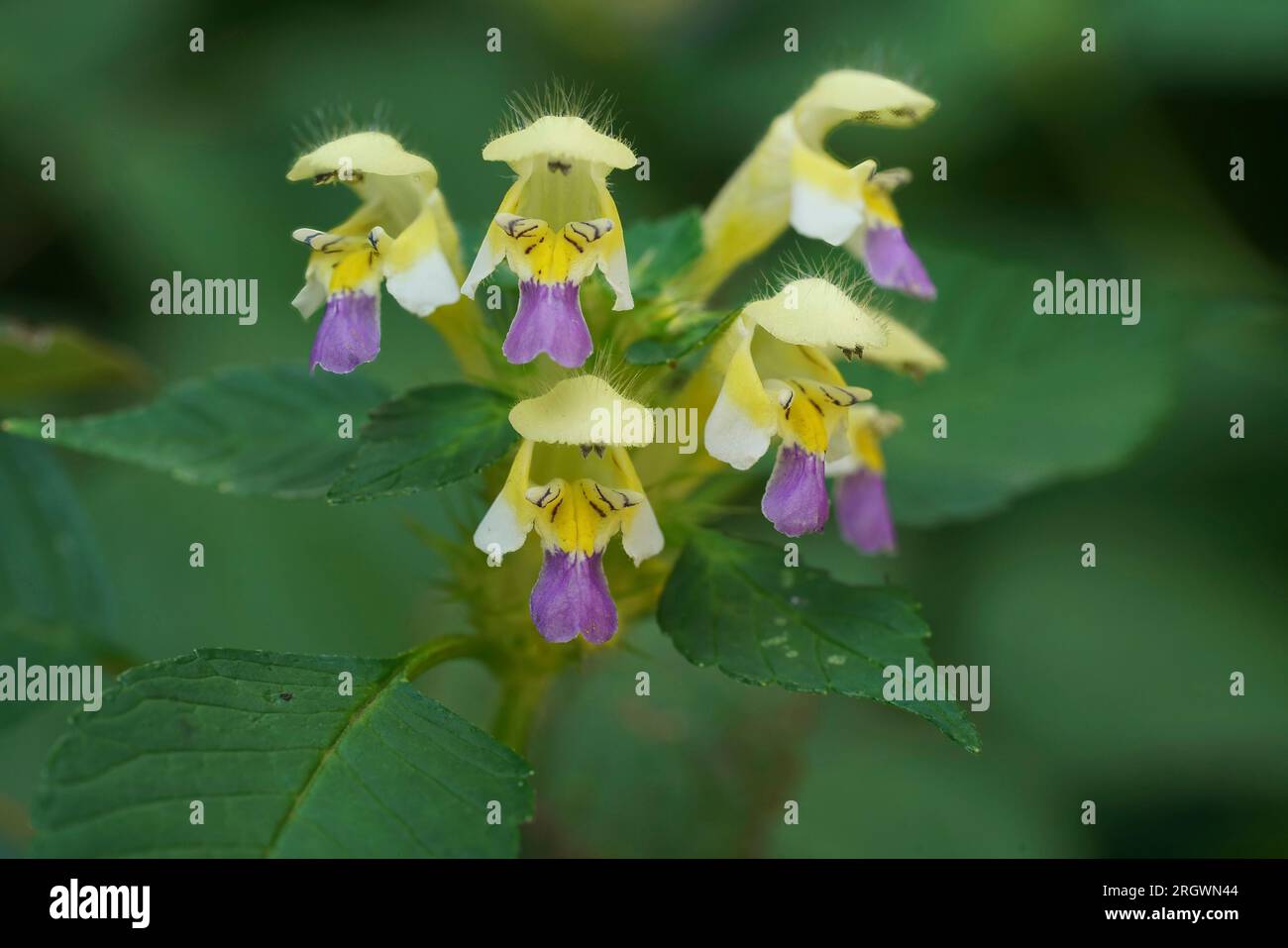 Natural closeup on the colorful purpe and yellow flower of the Large ...