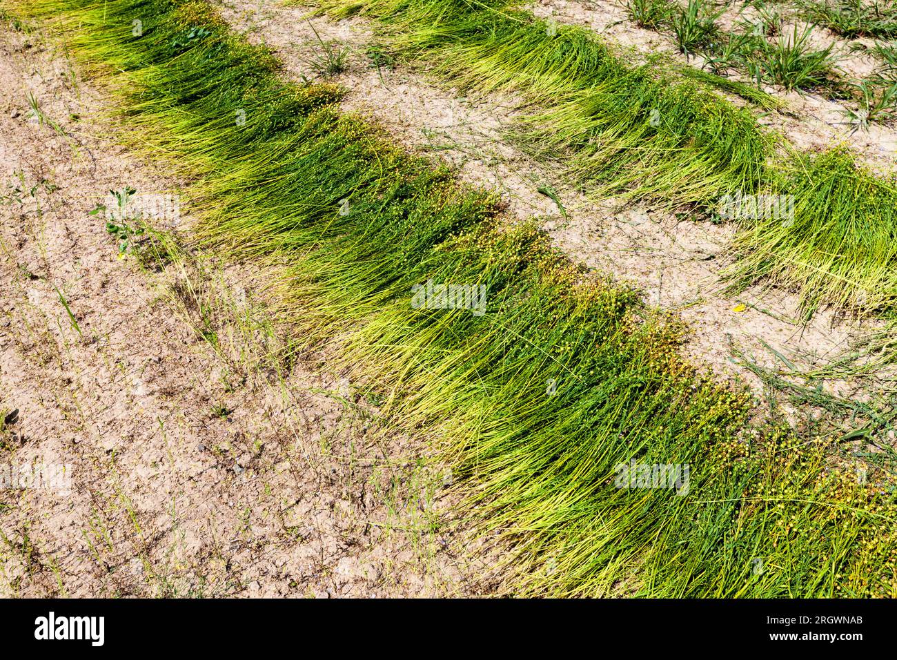 flax is green before harvesting flax for textiles, an agricultural ...
