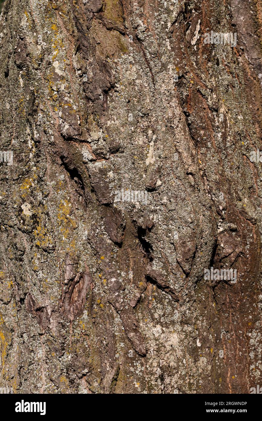 tree bark close up, the bark of a tree with the features of its ...