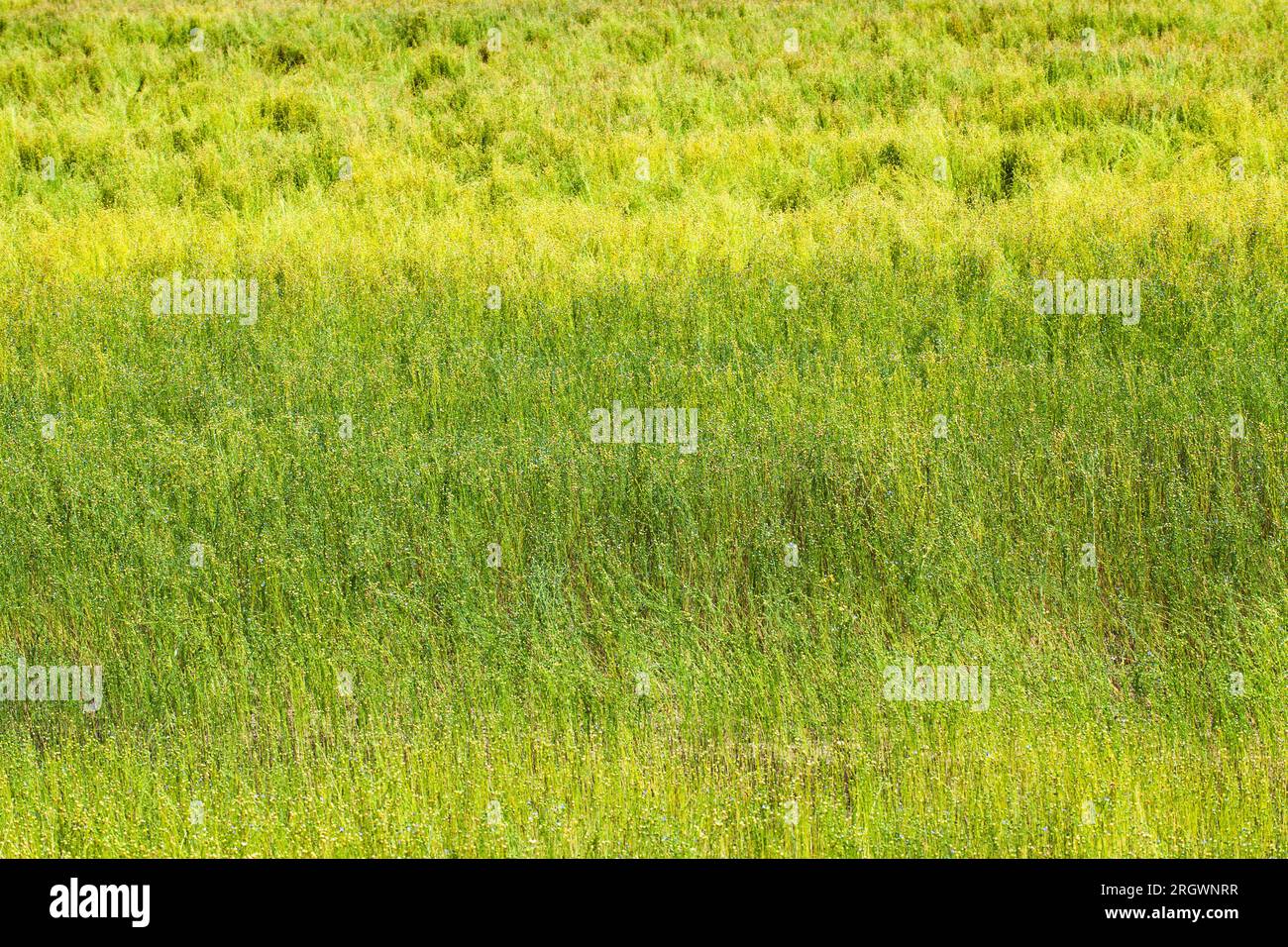 green flax ready for harvesting, an agricultural field where flax grows ...