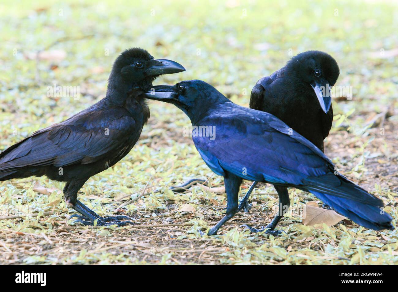 Crow devil hi-res stock photography and images - Alamy