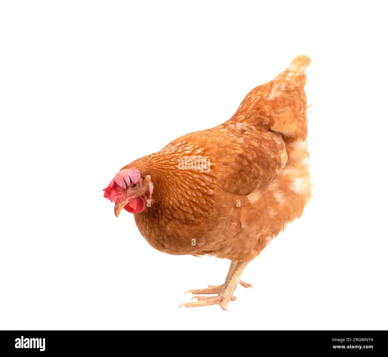 full body of brown chicken ,hen standing isolated white background use ...