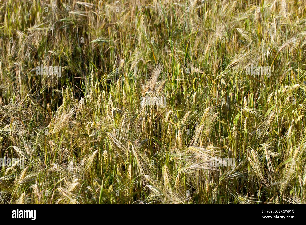 yellow ripe rye in an agricultural field, rye changes color from green ...
