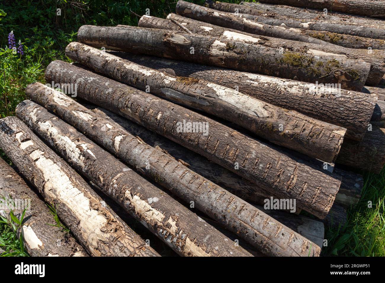 logs of coniferous pines stacked together during wood harvesting, wood ...
